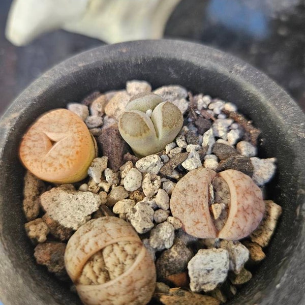 Plant-1- Gibbaeum Nuciforme - Etsy