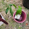 Bacuri Bacurizinho Garcinia Acuminata Mangosteen Tropical - Etsy