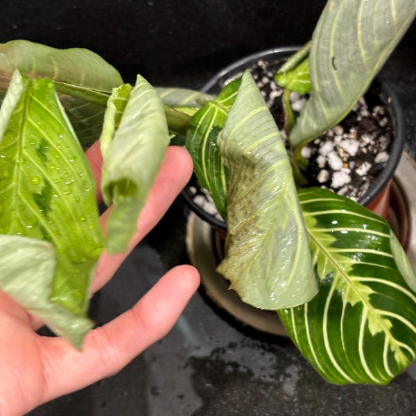 Calathea Burle Marx in a 3 Pot Maranta Amabilis Burle Marxii Starter ...