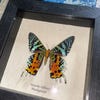 Real XL Monarch Framed Butterfly Taxidermy Danaus Plexippus - Etsy