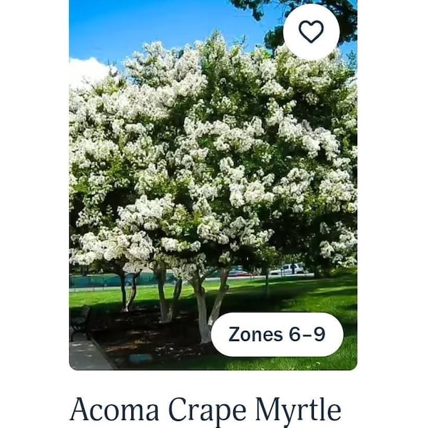 25 White Acoma Crepe Myrtle Tree Seeds - Etsy