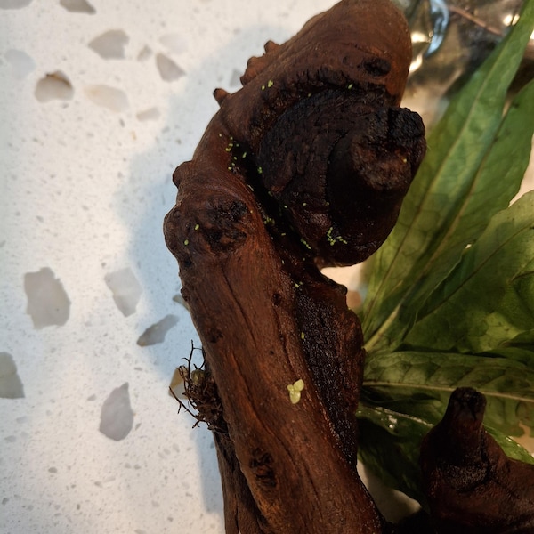 BUY2GET1FREE Java Moss, Bogor Moss Aquarium Plant Easy Aquarium Plant ...