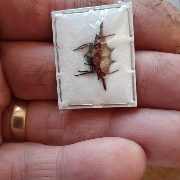 Giant Roly Poly Pill Bug, Sphaeropoeus Lugubris, Mounted in a Bell Jar ...