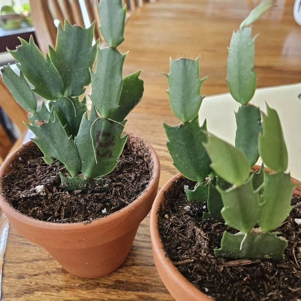 Athens Blue Princess Glory Bush Plant~~tibouchina Urvilleana~small ...