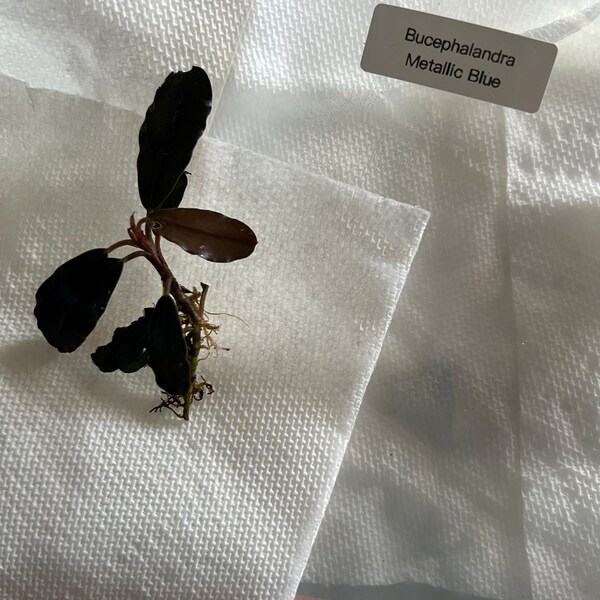 Bucephalandra Brownie Helena | Ships From Austin, Texas - Etsy