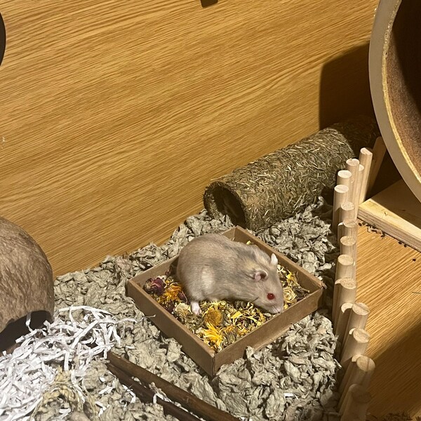Forage Box | Rabbits, Guinea Pigs, Hamsters, Rats - Etsy UK