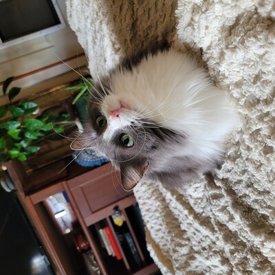 Kitty Lizard Articulated Cat Toy - Etsy