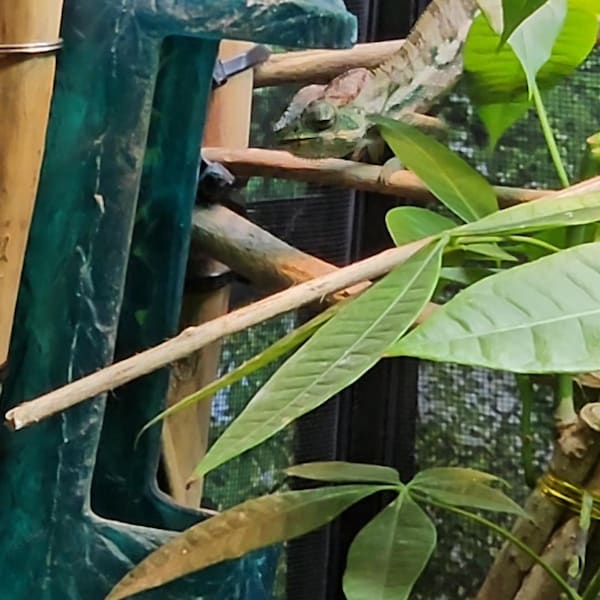 Naymars' Lizard-alley Cricket Feeder. Durable Made in the USA Chameleon ...