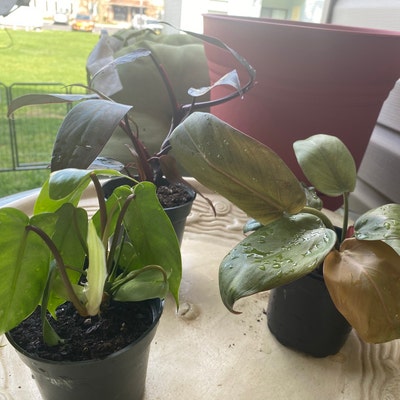 Aglaonema 'bamboo' Sp. Variegated Chinese Evergreen Live Indoor ...