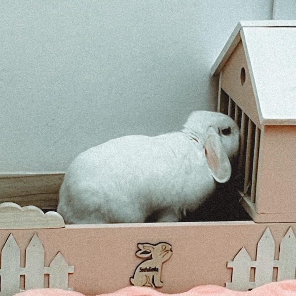 Large Hay Feeder and Litter Box for Giant Flanders Rabbit. Giant Rabbit ...