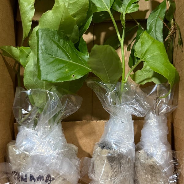 Yellow Long Neck Fig Tree – Live Plant-lowest PRICE! - Etsy