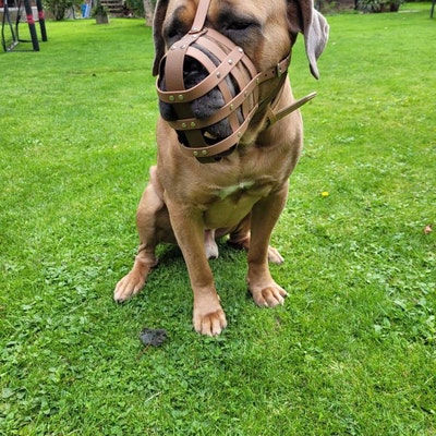 Personlized and Tailor-made Dog Muzzle Colourful Custom-made - Etsy