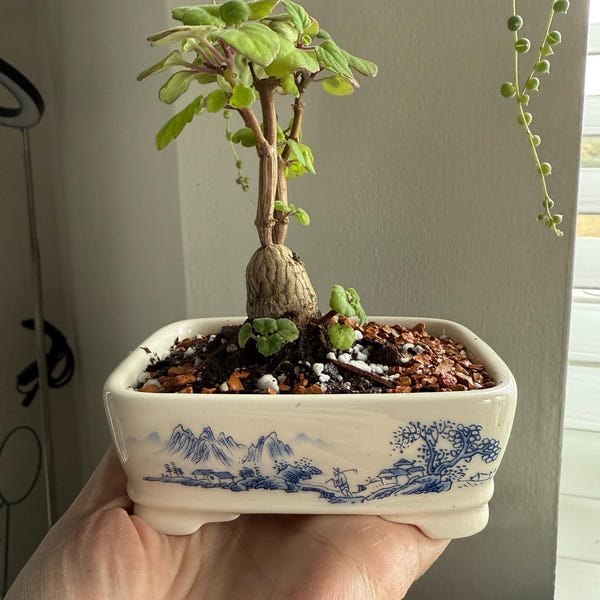 Mini Rectangular Bonsai Pot Yixing Ceramic Flower Pot Calligraphy and ...