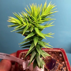 Giant Sequoia Tree Seed Grow Kit the Jonsteen Company | Etsy