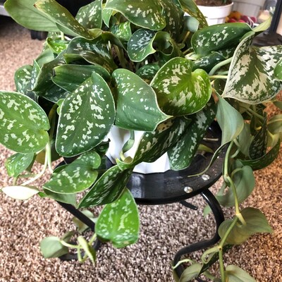 Large. Scindapsus Pictus 'argyraeus' Silver Pothos in 6 Inch Growers ...