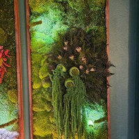 Delightful LED Lights Preserved Moss Wall Art Live Moss LED Home Décor ...