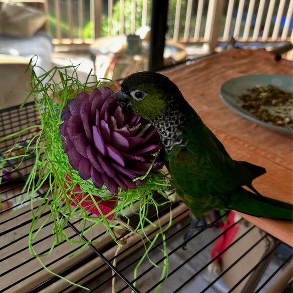 Botanical Bliss Seagrass Foraging Tray - Rose Blossom - Foraging Tray ...