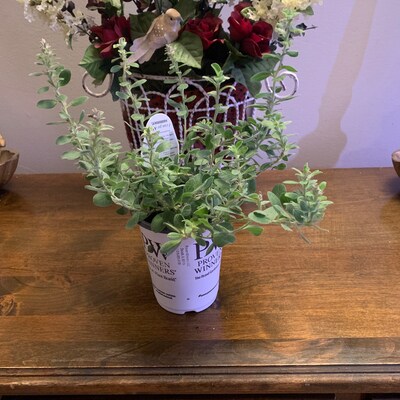 Ajuga Feathered Friends fierce Falcon Plant in 3 1/2 Pot Perennial ...