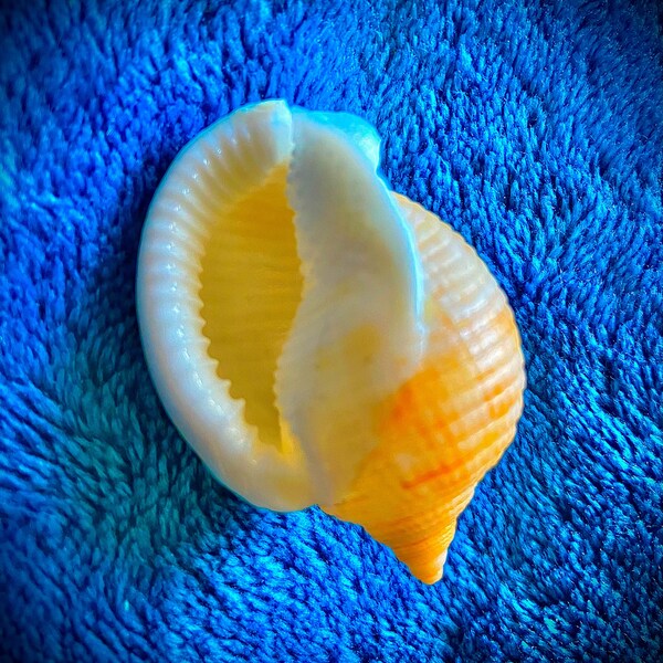Fifteen Small Shark Eye Shells - Etsy