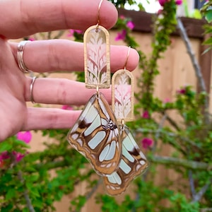 Crenis Pechueli One Real Butterfly Orange Blue Africa | Etsy