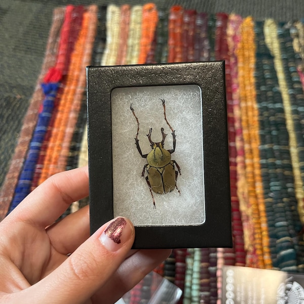 Riker Mount ONE Display Case Frame Shadow Box - Choose Size - Etsy