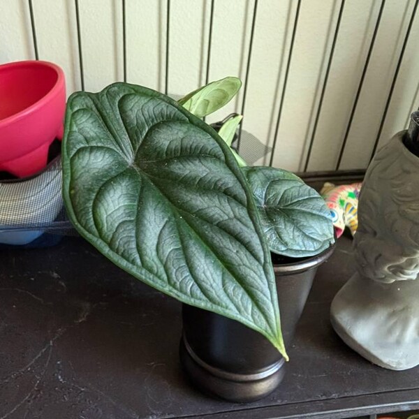 Athens Blue Princess Glory Bush Plant~~tibouchina Urvilleana~small ...