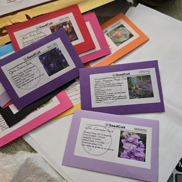50 Katz Ruby Stock Seeds, Highly Fragrant Column Stock, Matthiola ...