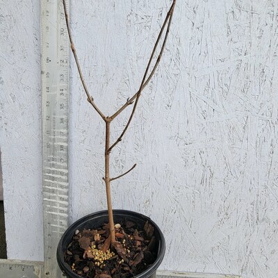 Physocarpus Opulifolius Ninebark 'nugget' Chartreuse Yellow Flowering ...