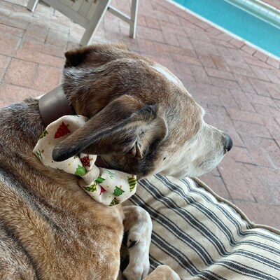 Colorful Neon Paw Print Pet Bow Tie Perfect for Dogs - Etsy