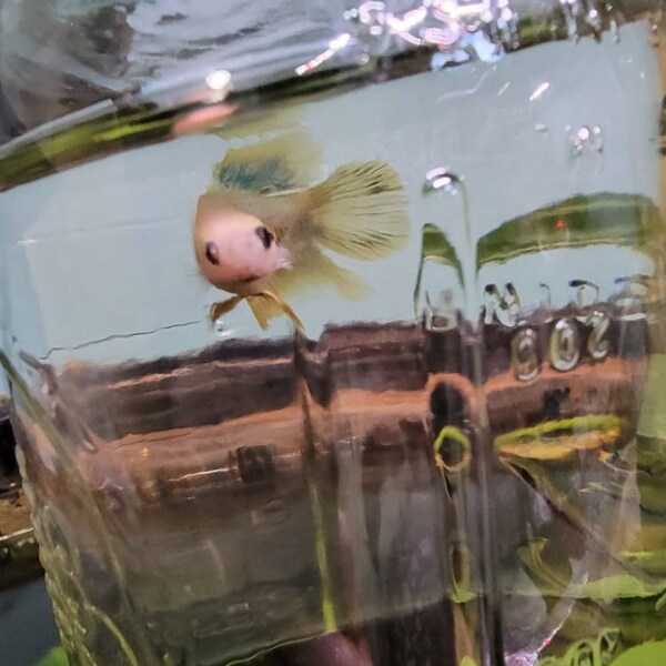 Inverted Betta Tank Holder, Panoramic View for Betta Fish, 360 View for ...