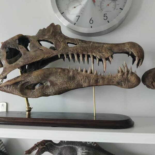 Spinosaurus Dinosaur Skull Replica Made From 3D Scans of Real Fossils ...