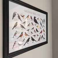 Alberta Backyard Birds Field Guide Art Print / Watercolor - Etsy Canada