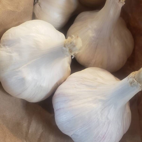 Duganski Culinary Garlic Bulbs - Small Size: 1 5/8" to 1 7/8 ...