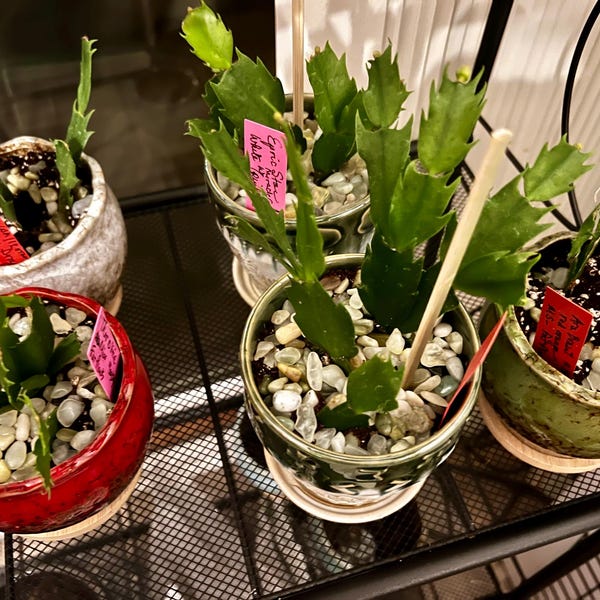 Athens Blue Princess Glory Bush Planttibouchina Urvilleanasmall Starter ...