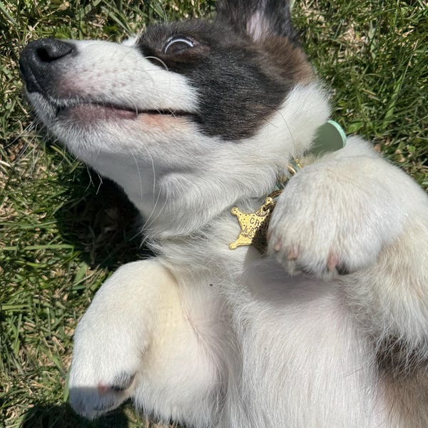 Pet ID Tag - Mountain - Moose - Forest - Dog Tag - Dog Collar Tag - Pet ...