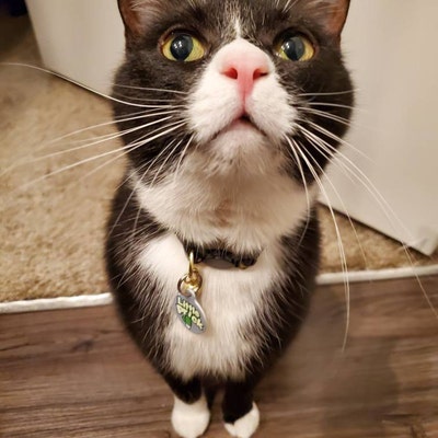 Cute Custom Pet ID Tag indoor Only Cat If I'm Out I'm Lost on the Front ...