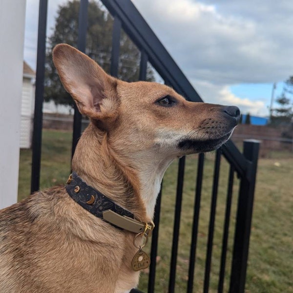 SAMPLE SALE, Ready to Ship, Small Dog Collars - Etsy