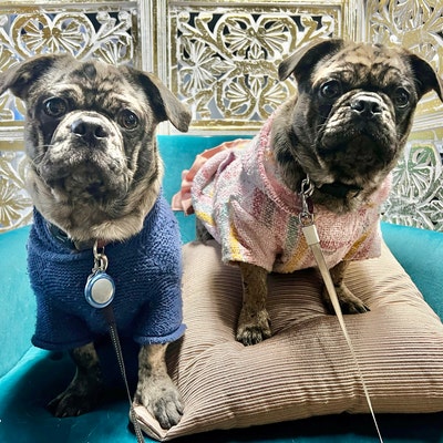 Baja Dog Poncho SIZE 3-mexican Dog Hoodie-mexican Poncho dog Sweater ...