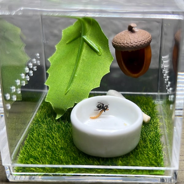 3D Printed Magnetic Acorn Spider Hide- Upgraded Sling Acorn Magnets! - Etsy