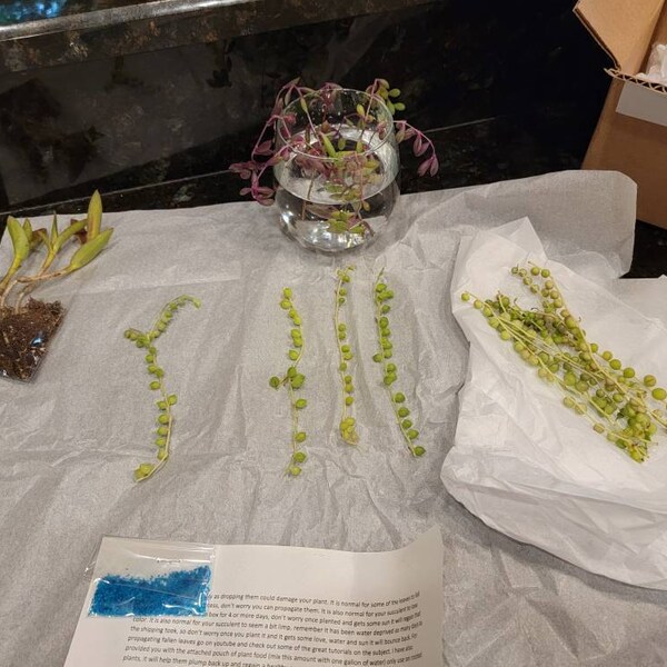 Baby Tears String of Tears Hanging Succulent 4 Cuttings Each 3"-4" Long ...