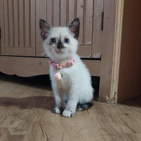 Peach Cat Collar - Peaches on Pink - Breakaway Safety - B176D269 - Etsy