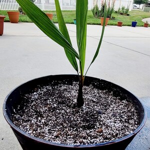 10 Pindo Palm Seedling Starts Butia Capitata - Etsy