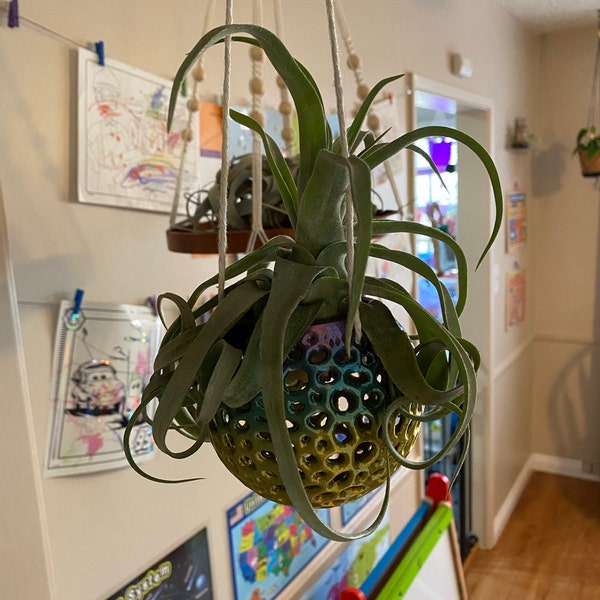 Tillandsia Streptophylla Air Plant | Curly Plant, Large Plant, Indoor ...