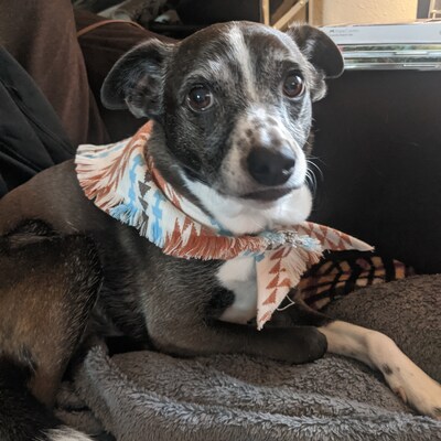 Curriculum Maps for Homeschooling Pre-k-10th Visual Lesson Planning ...