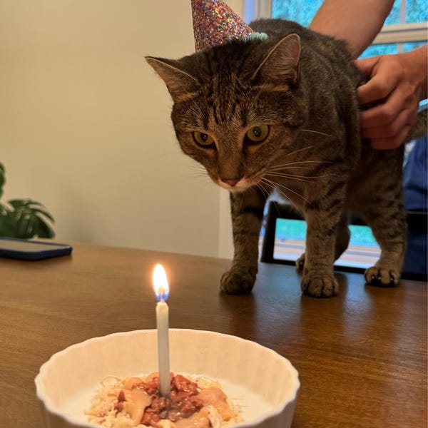 Cat Birthday Hat| Pet Party Hat | Puppy Birthday | First Birthday | Puppy First Birthday ...