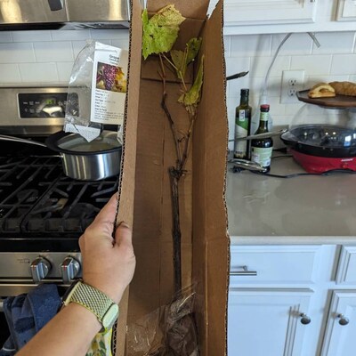 1 Early Crop Ever Bearing Mammoth Red Raspberry.live Rooted.zone 3-8 ...