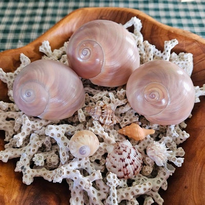 Set of 20 Great Collection of HORSE CONCH Family 20.5mm-282mm in Length ...