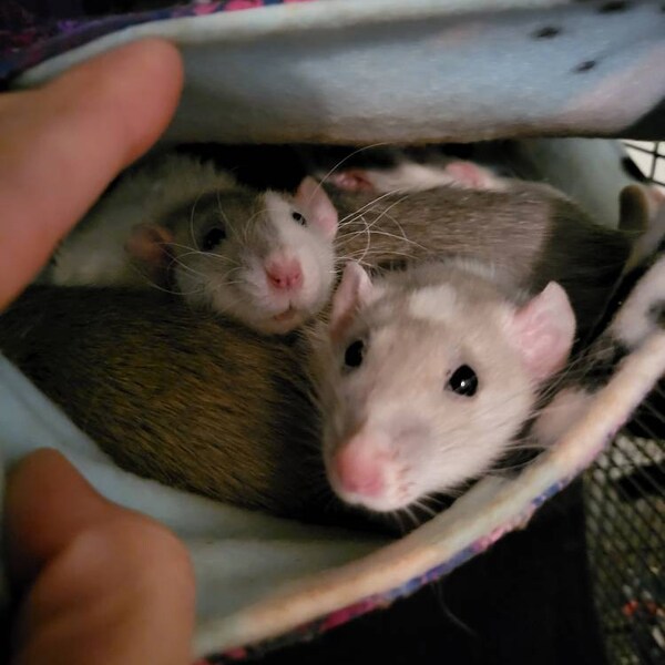 Lux Bonding Pouch for Rats, Small Animal Bonding Pouch, Sugar Glider ...