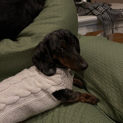 Warm Coat for Wiener Dog, Miniature Dachshund Knitted Jumper, Dachshund ...