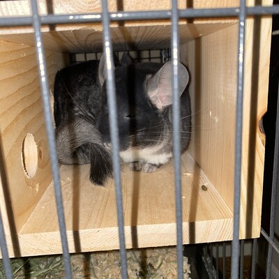 Chinchilla Ledge / Steps / Ramp Mounting Hardware - Etsy